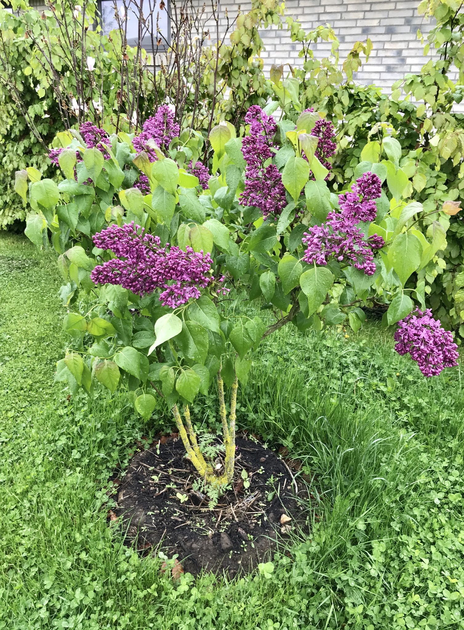 Syrener i haven - Ugens plante: Syren - Det gror