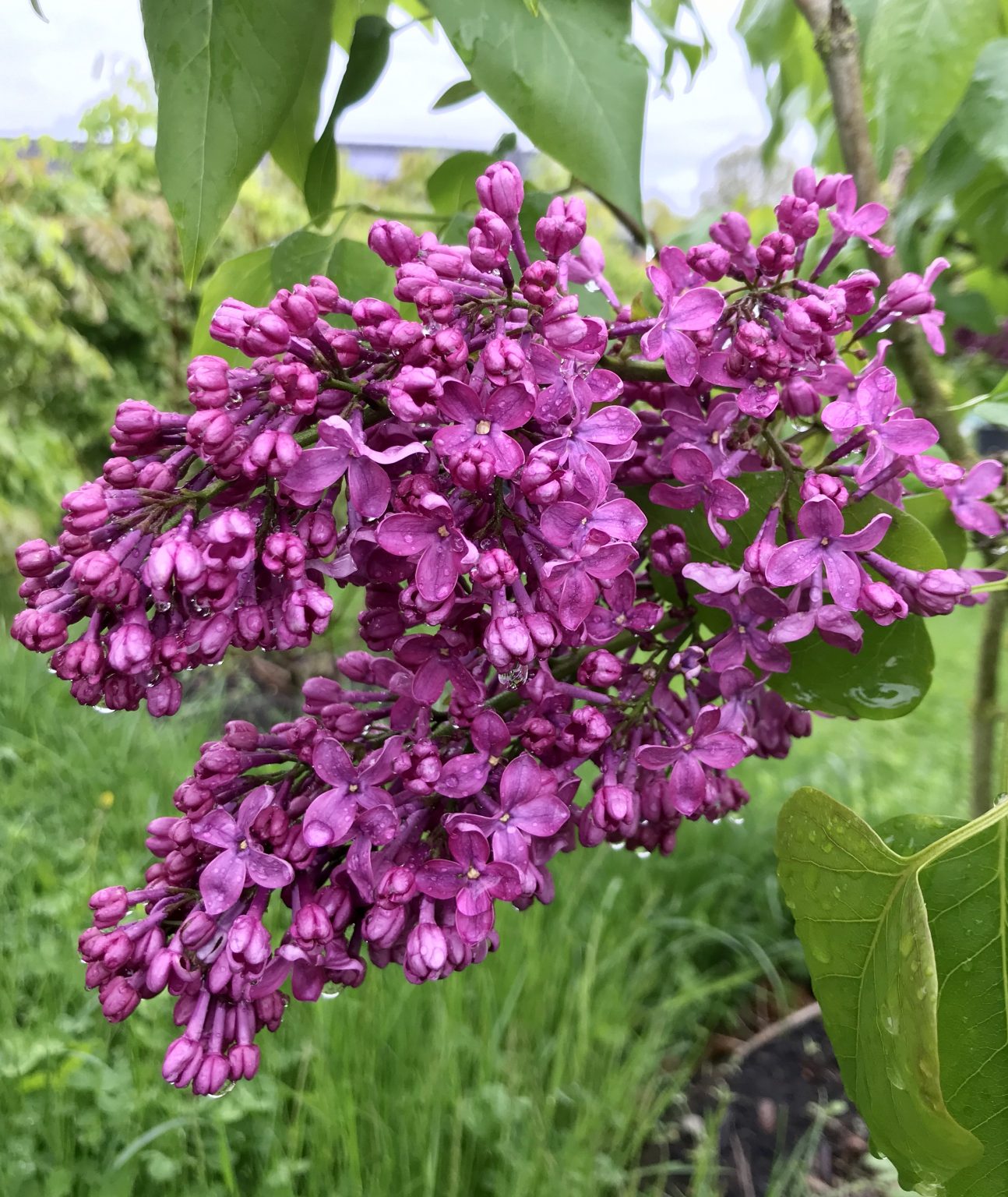 Syrener i haven - Ugens plante: Syren - Det gror